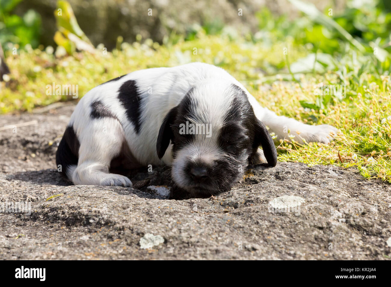 purebred English Cocker Spaniel puppy Stock Photo - Alamy