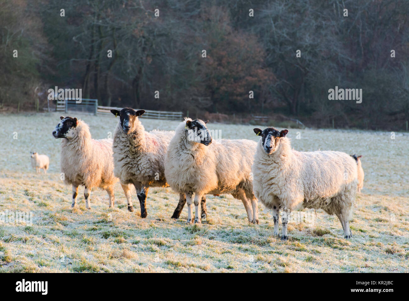 Flock curious sheep in hi-res stock photography and images - Alamy