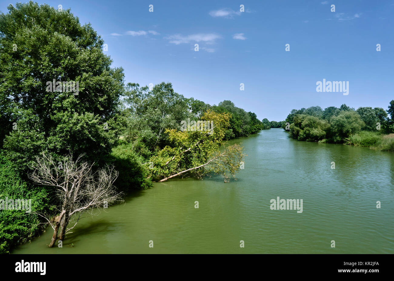 Trees growing along the river Pinios in Greece Stock Photo - Alamy