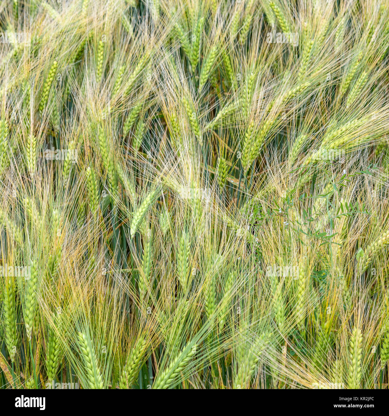 detail of field landscape in the Eifel, Germany Stock Photo - Alamy
