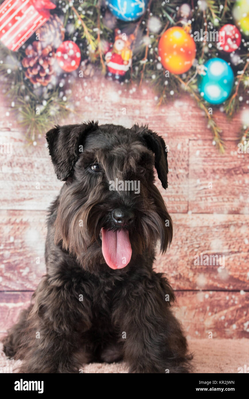 Mini schnauzer Christmas photo Stock Photo - Alamy