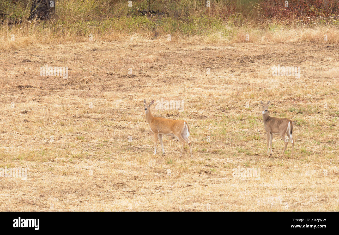 Whitetail deer in Washington State Stock Photo - Alamy