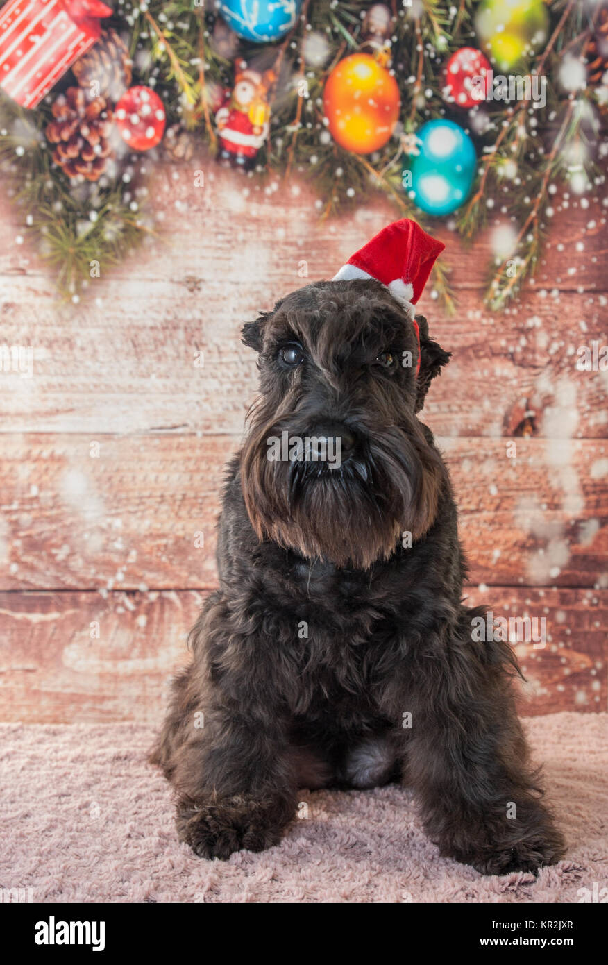 Mini schnauzer Christmas photo Stock Photo - Alamy