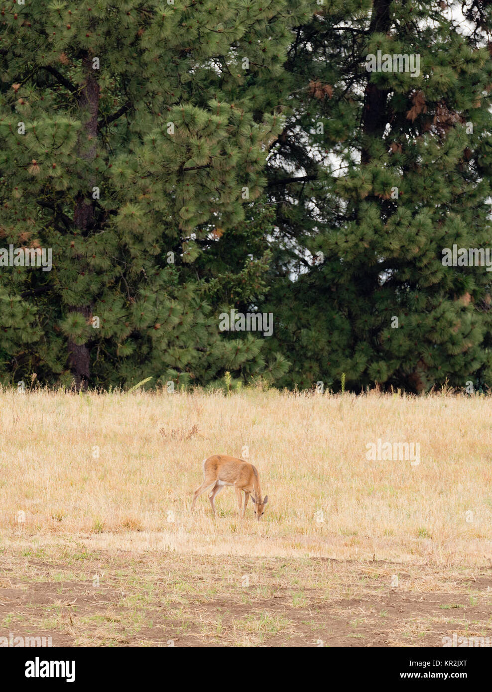 Whitetail deer odocoilus virginianus hi-res stock photography and ...