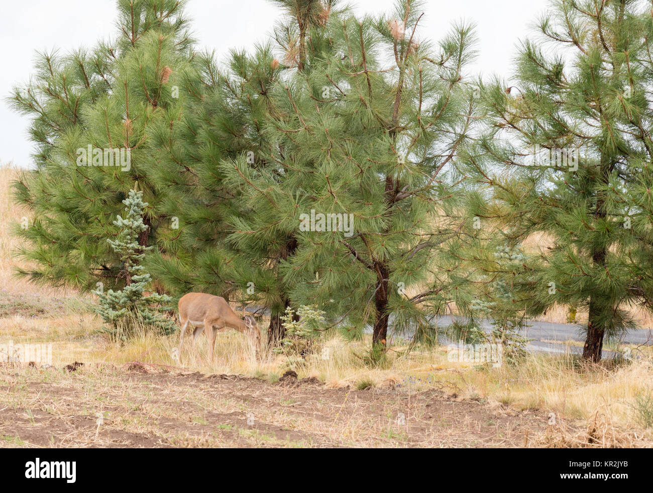 Whitetail deer in Washington State Stock Photo - Alamy
