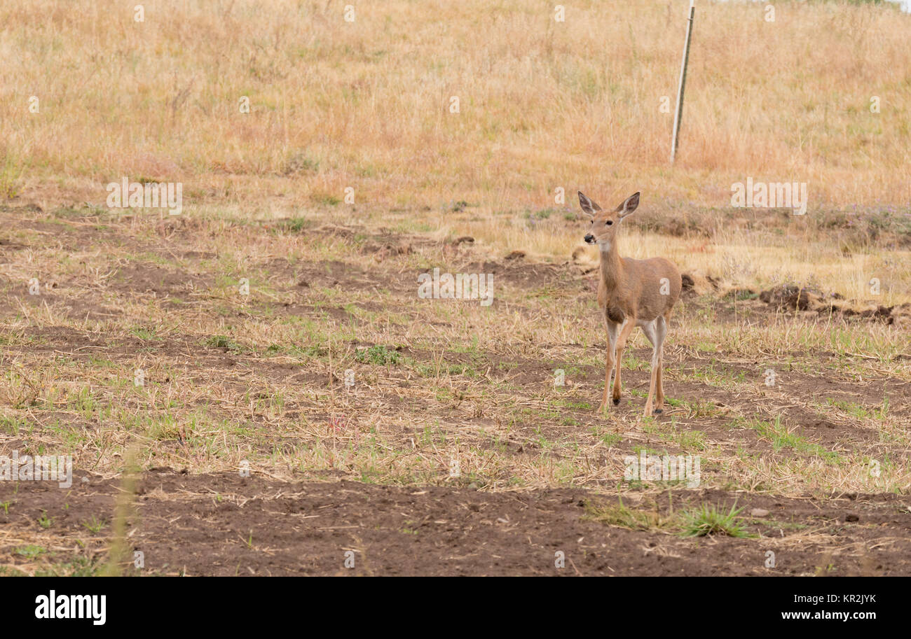 Whitetail deer in Washington State Stock Photo - Alamy