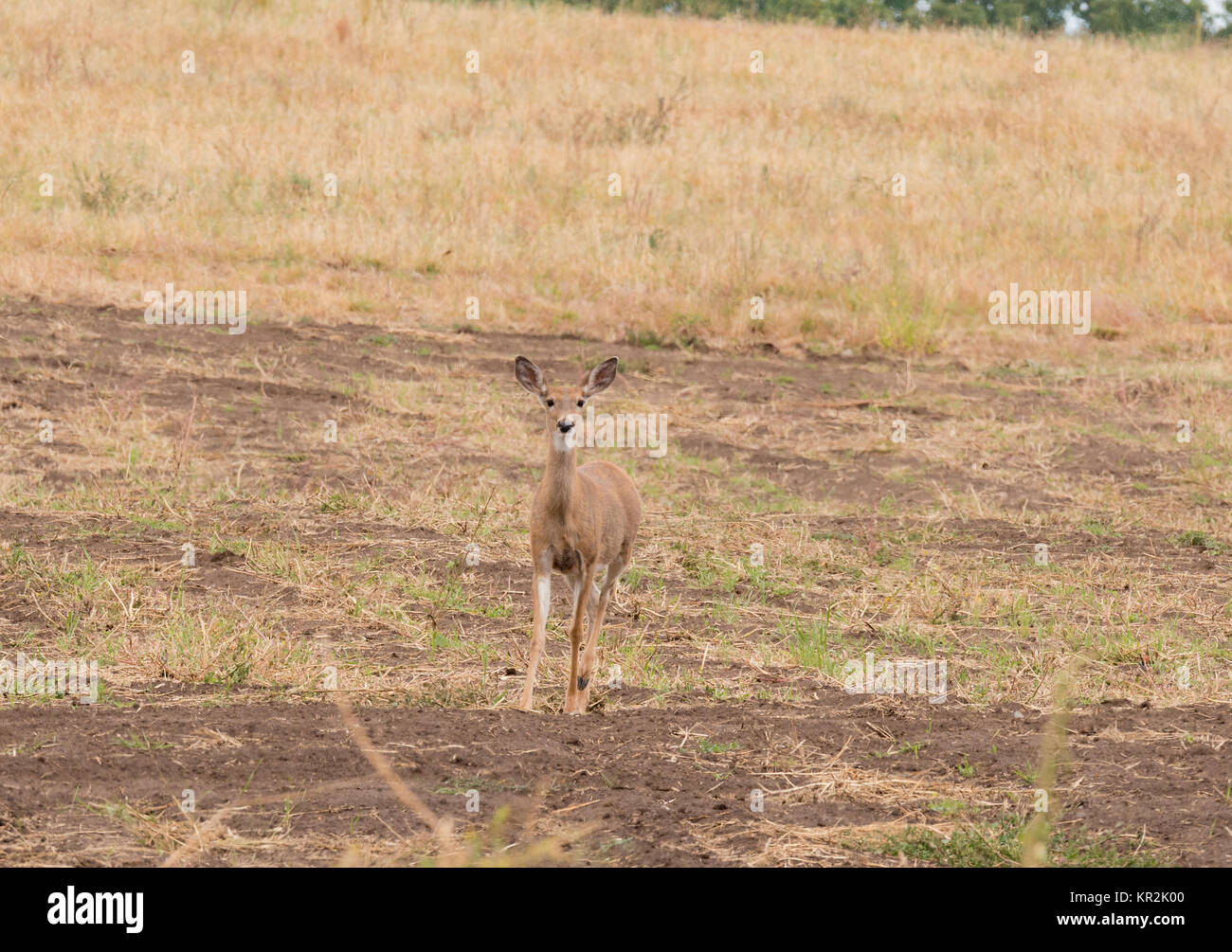 Whitetail deer in Washington State Stock Photo - Alamy