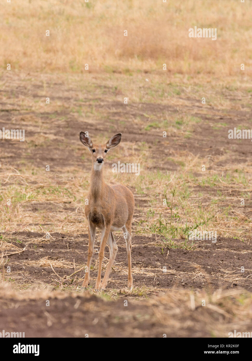 Whitetail deer in Washington State Stock Photo - Alamy