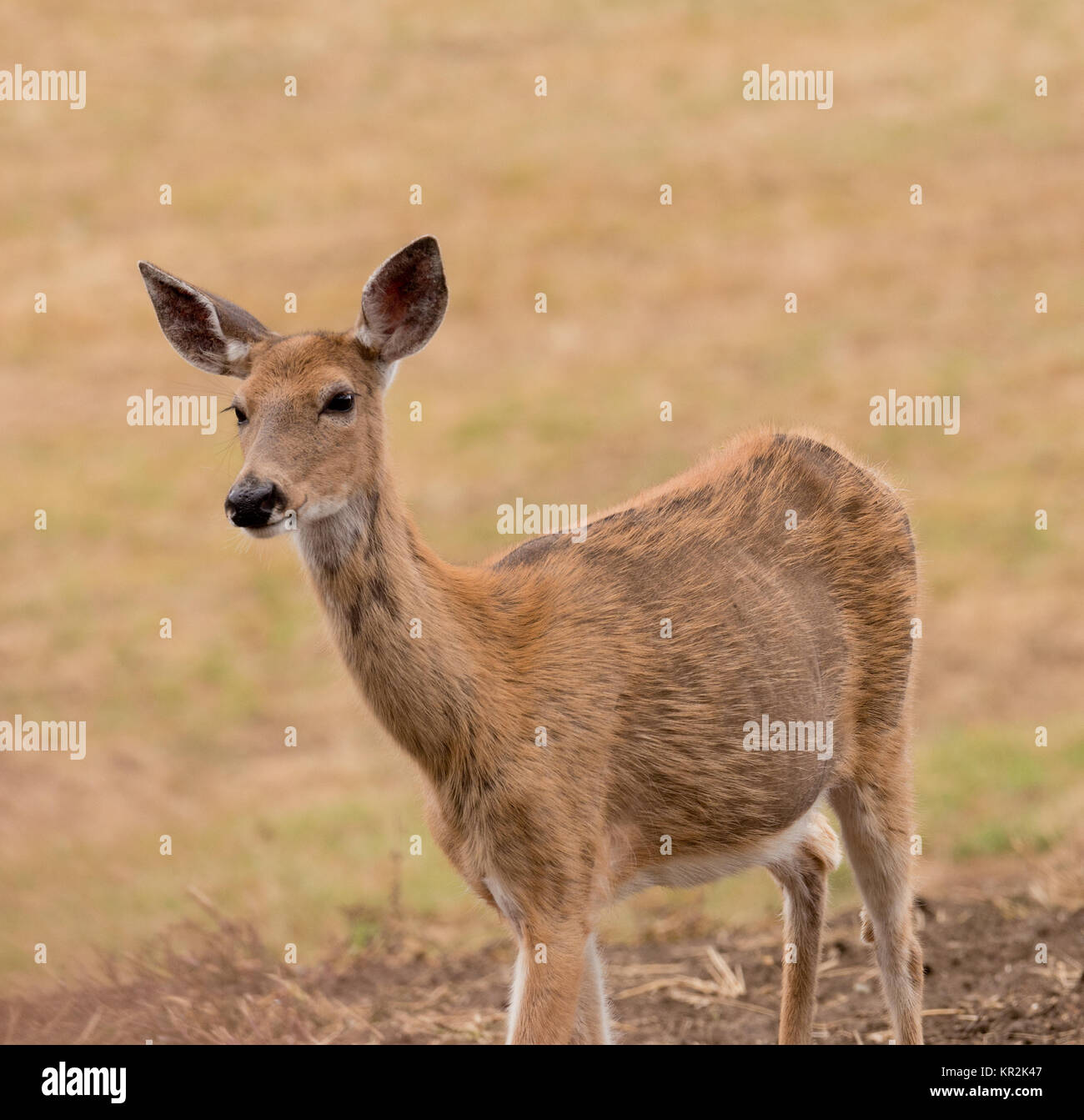 Whitetail deer in Washington State Stock Photo - Alamy