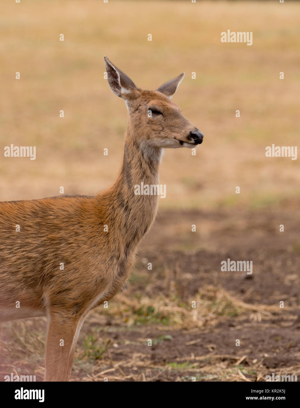 Whitetail deer in Washington State Stock Photo - Alamy