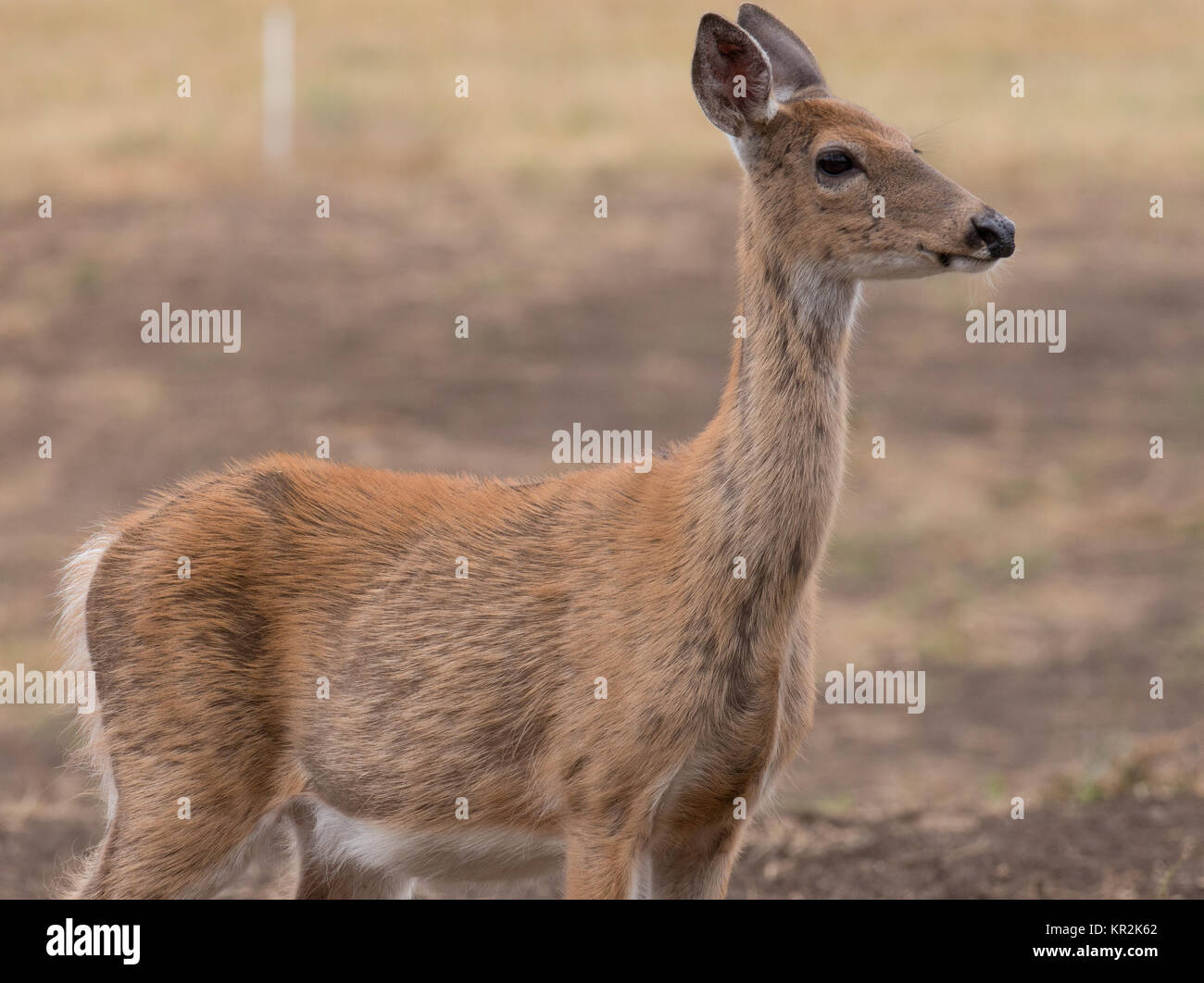 Whitetail deer in Washington State Stock Photo - Alamy
