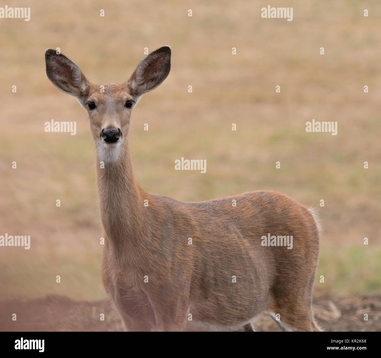 Whitetail wildlife hi-res stock photography and images - Alamy