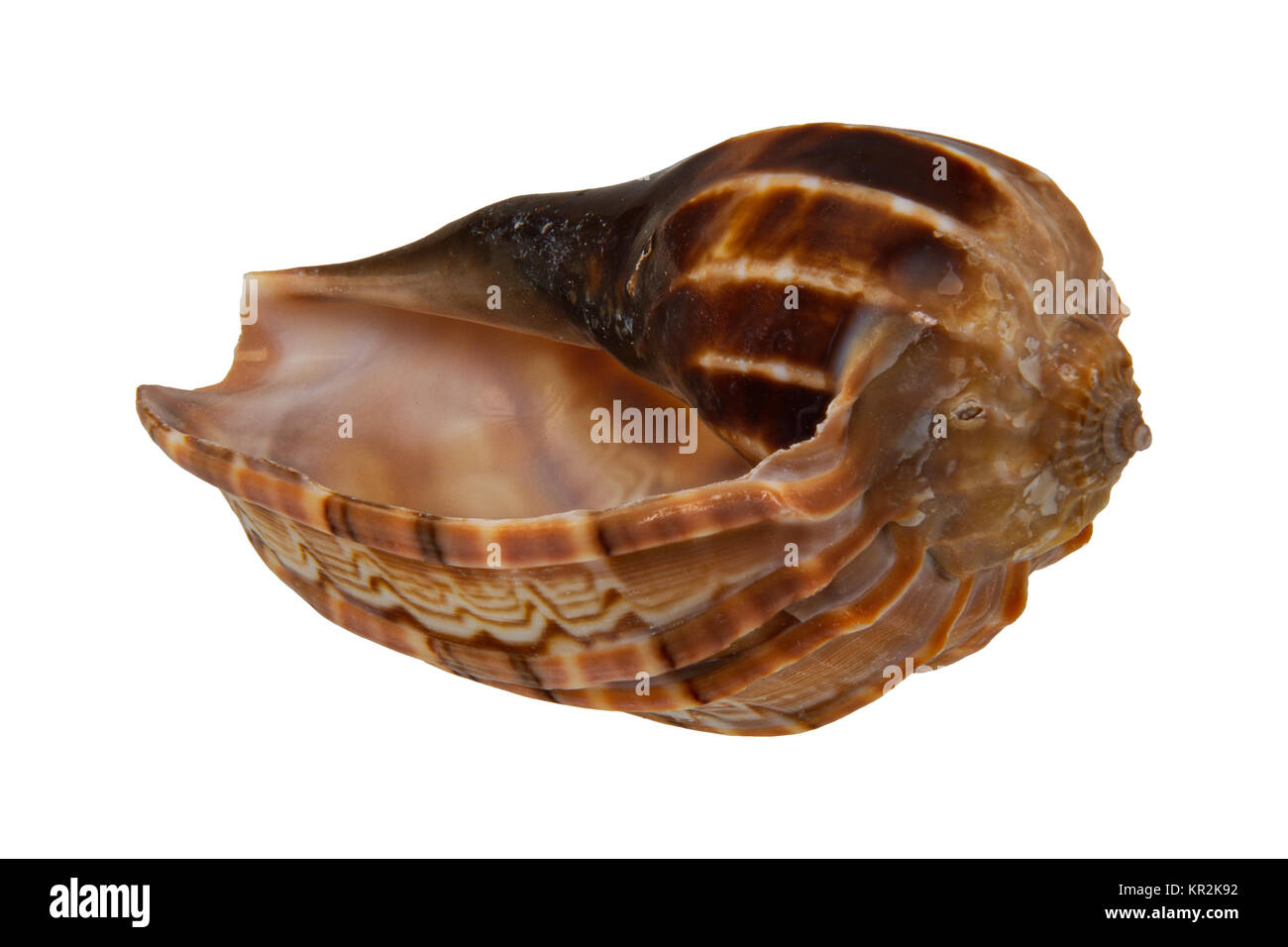 Sea shell isolated on a white background Stock Photo - Alamy
