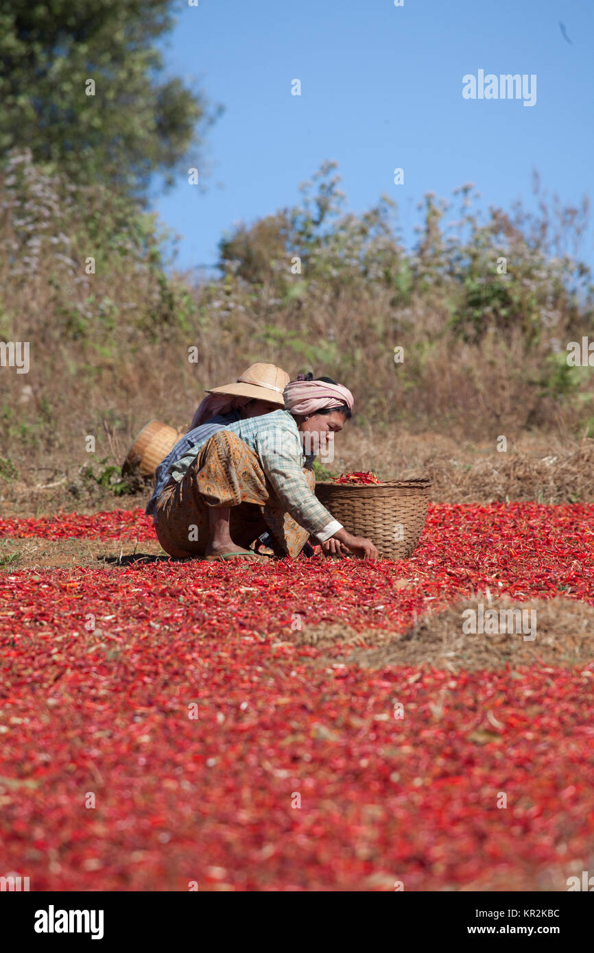 Lady picking chillies hi-res stock photography and images - Alamy