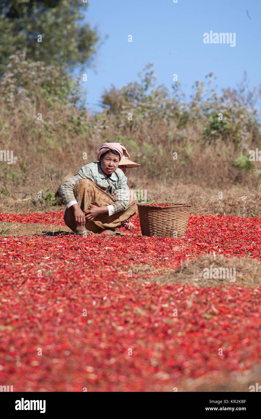 Chilli field hi-res stock photography and images - Alamy