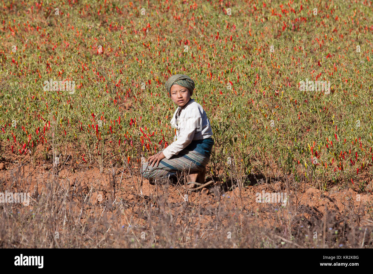 Poo picker hi-res stock photography and images - Alamy