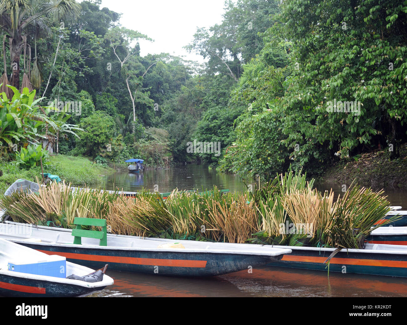 Trimmed plants of Carludovica palmata in a canoe ready for transport ...