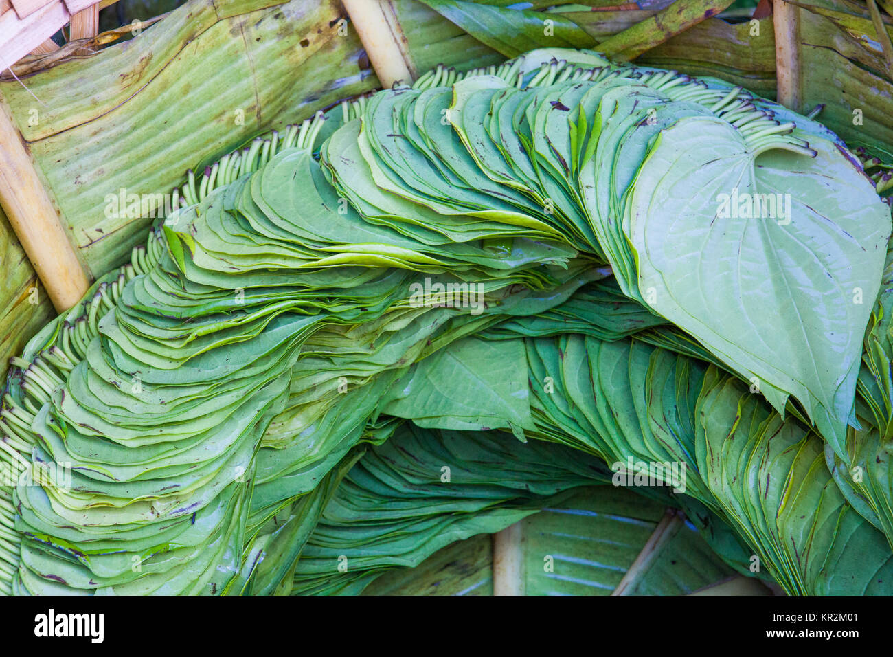 Betel paste hi-res stock photography and images - Alamy