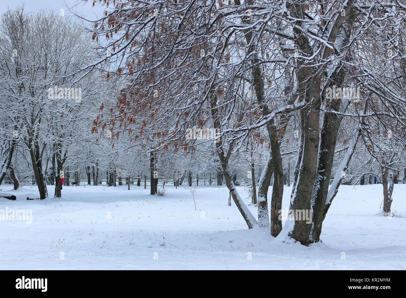 winter snow on tree PARK Stock Photo - Alamy
