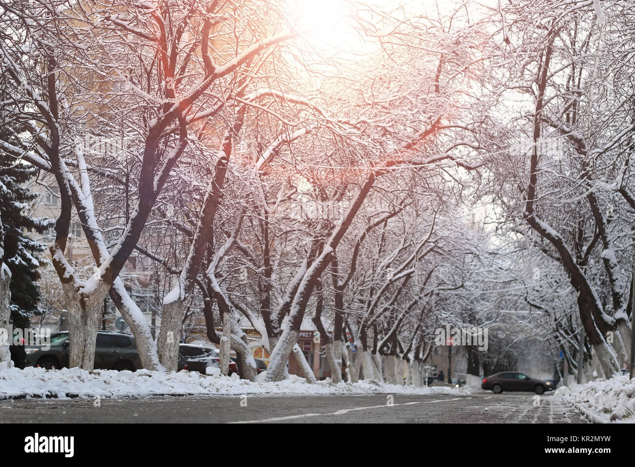 pedestrian way tree winter Stock Photo - Alamy