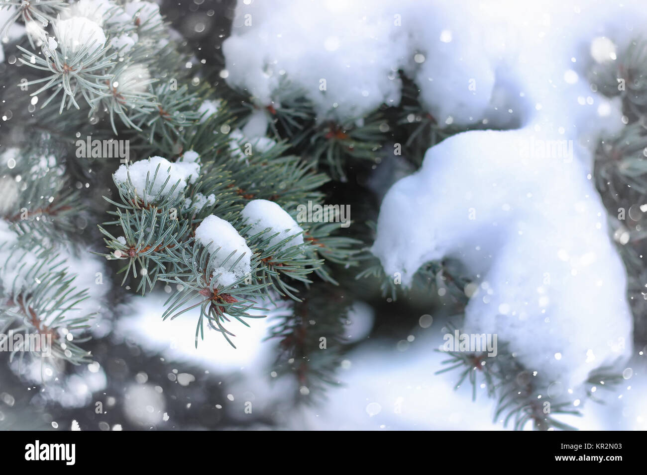 winter fir tree snow Stock Photo - Alamy