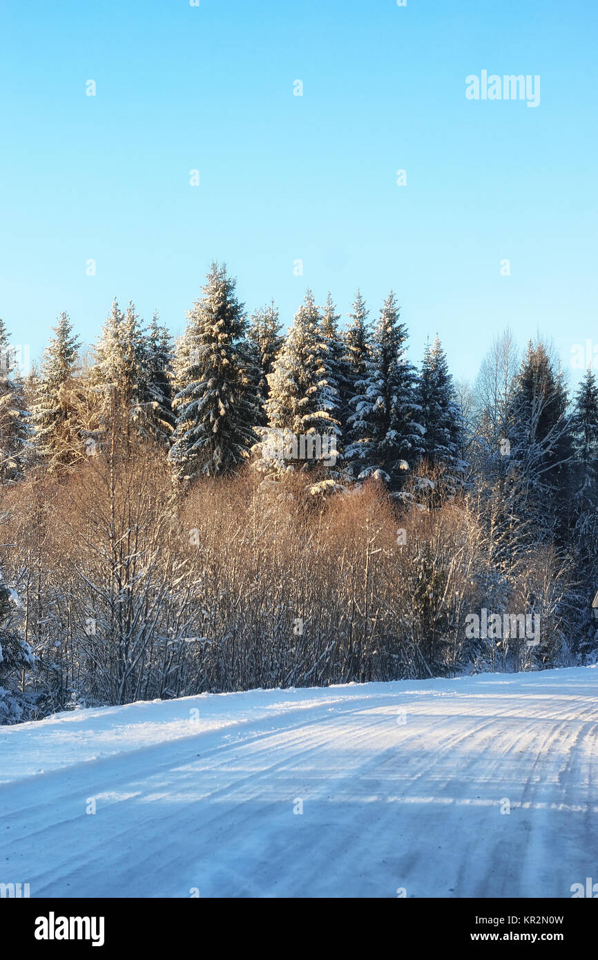 winter forest landscape sunlight snow Stock Photo - Alamy