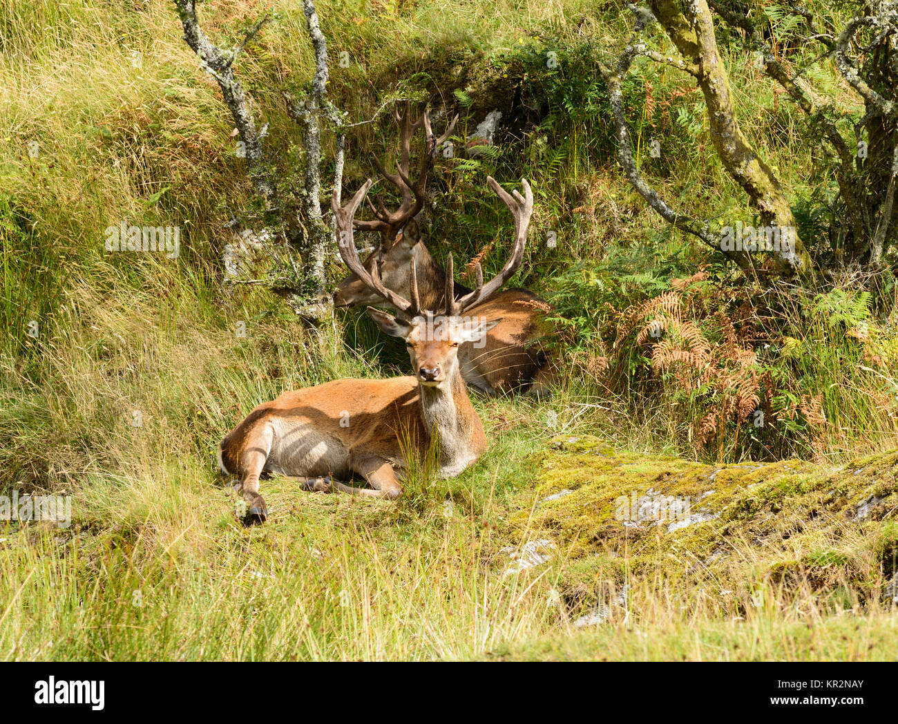 Red Deer stag resting Stock Photo - Alamy