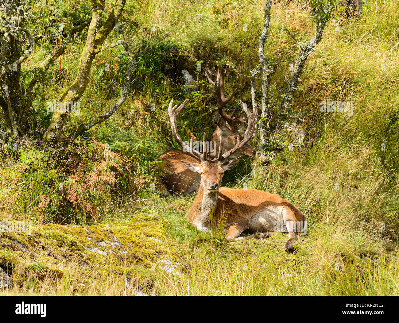 Red Deer stag resting Stock Photo - Alamy