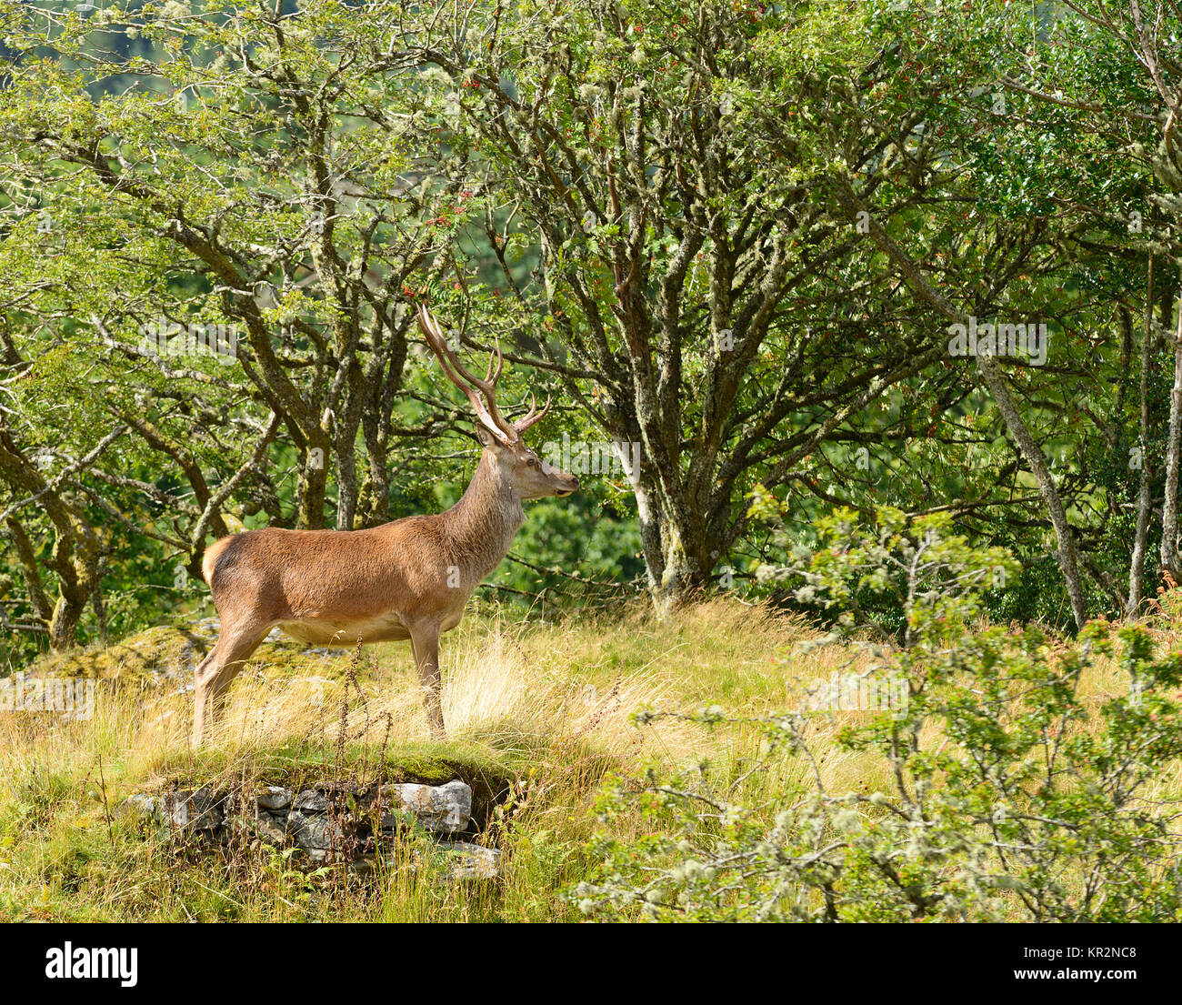 Red Deer stag resting Stock Photo - Alamy