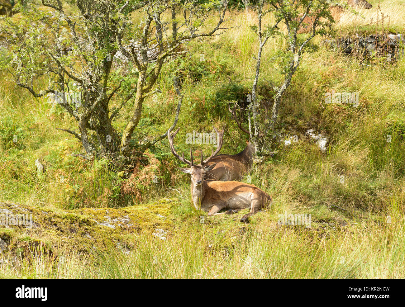 Red Deer stag resting Stock Photo - Alamy