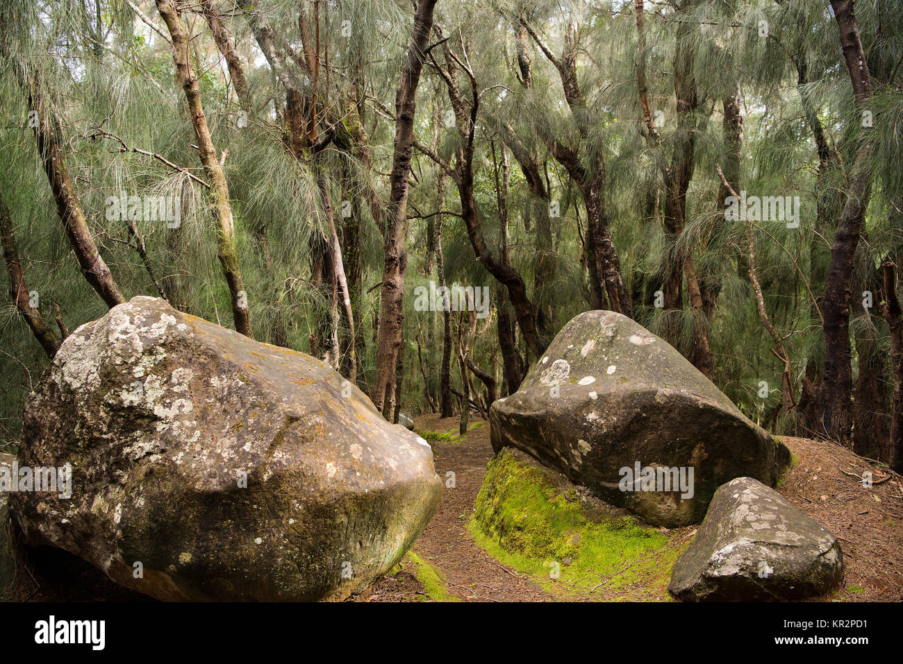 Bizarre ironwood forest on the way to Kaule O Nanahoa (the phallus of ...