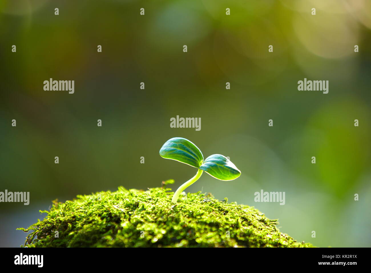 Close up of fresh sping bud growing with bight green background Stock ...