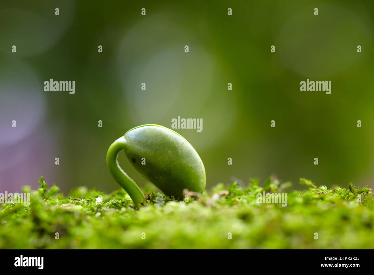 Close up of fresh sping bud growing with bight green background Stock ...