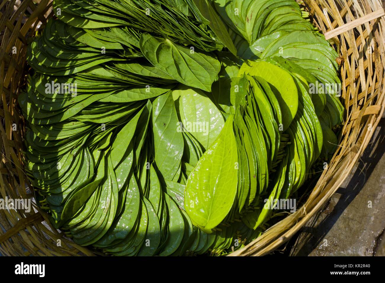 plant leaves in basket Stock Photo - Alamy