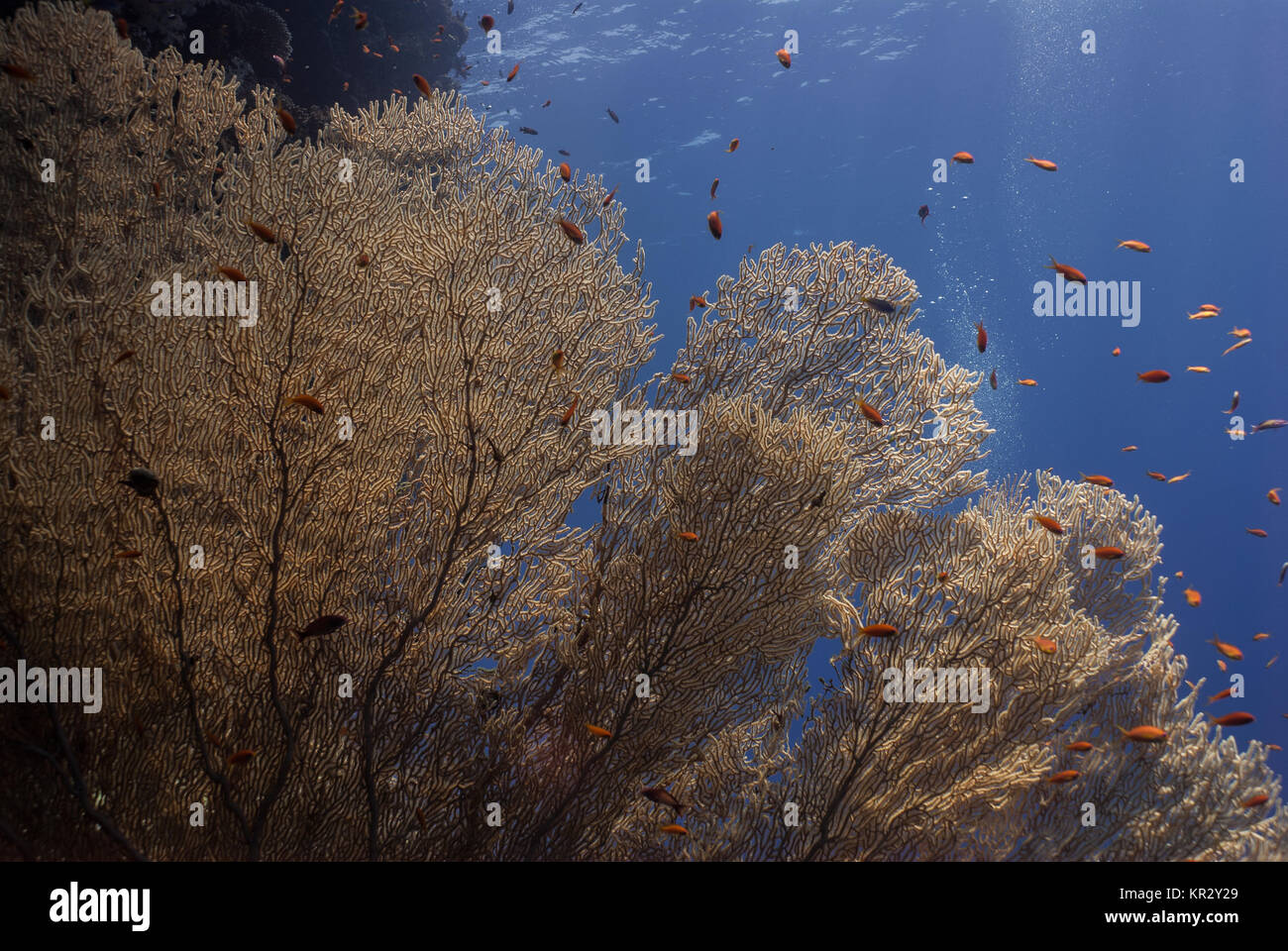 Giant sea-fan, Annella mollis, Subergorgiidae, Sharm el-Sheik, Red Sea ...
