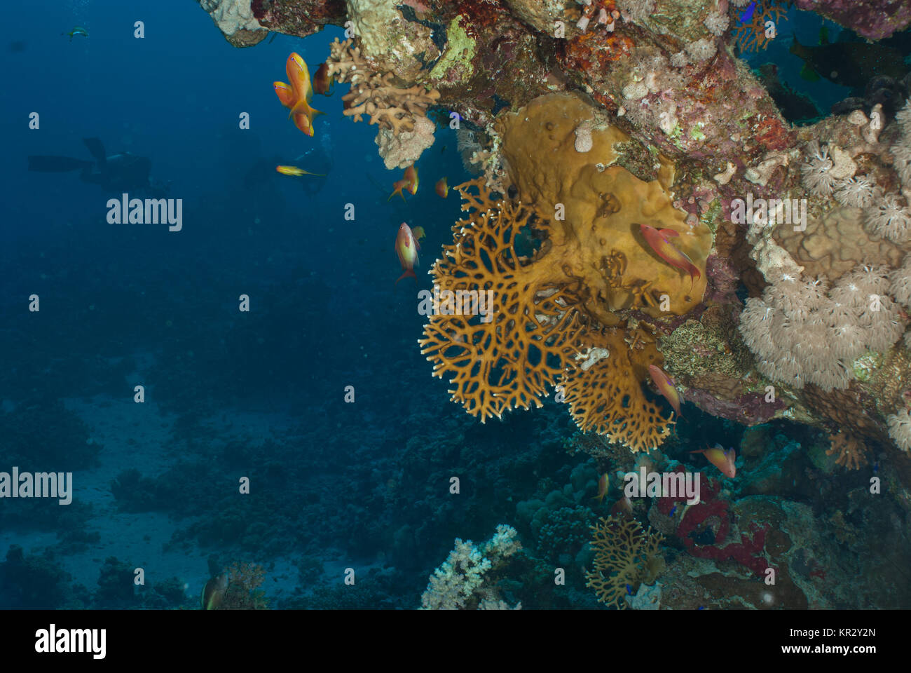 Fire Coral, Millepora dichotoma, Milleporidae, Sharm El-Sheik, Red Sea ...