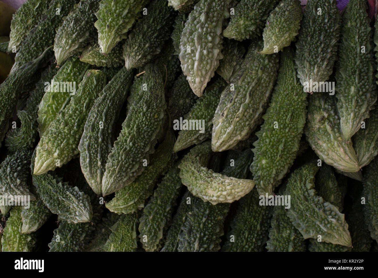 Indian Bitter Melon