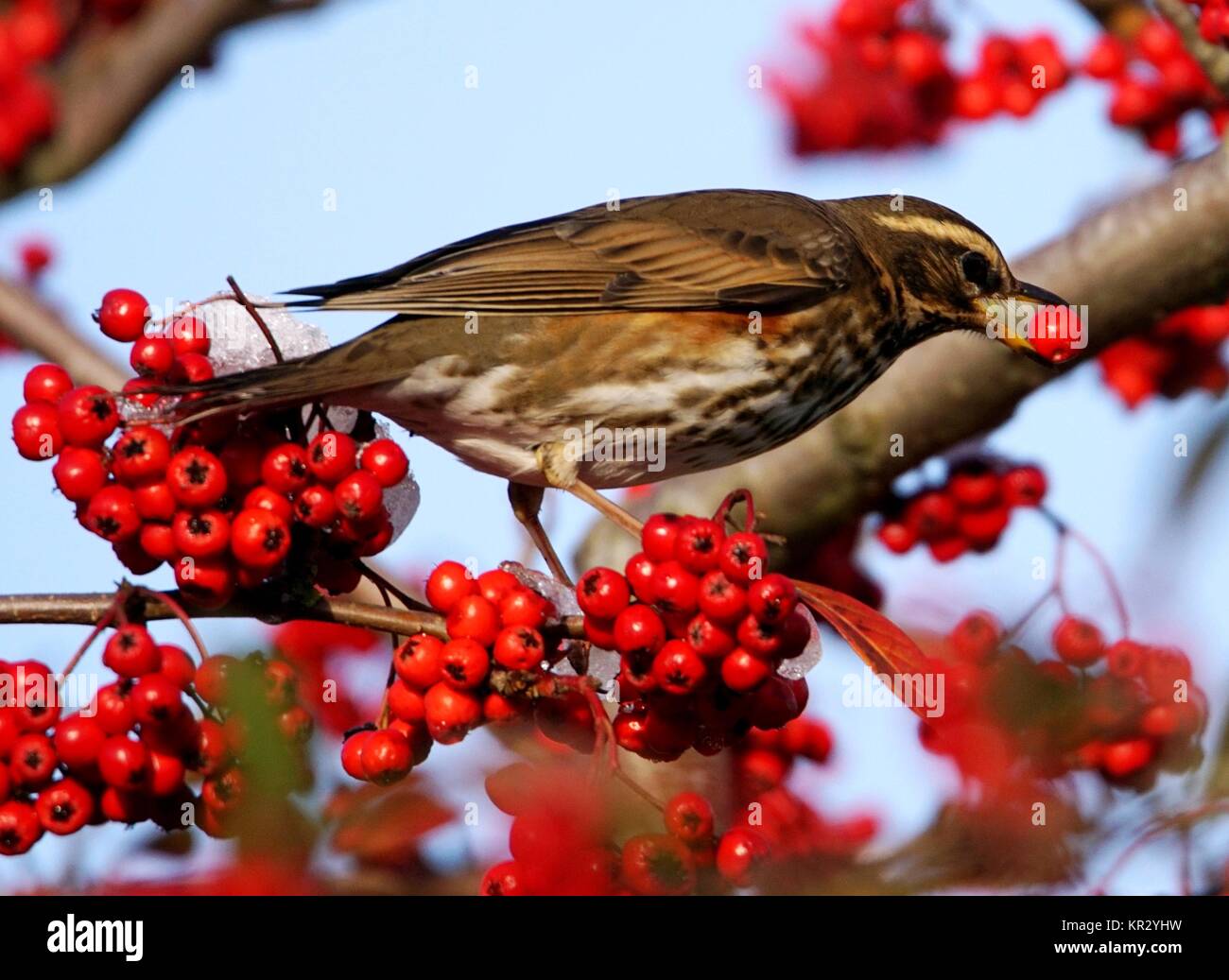 Thrush Berry Bonanza Stock Photo - Alamy