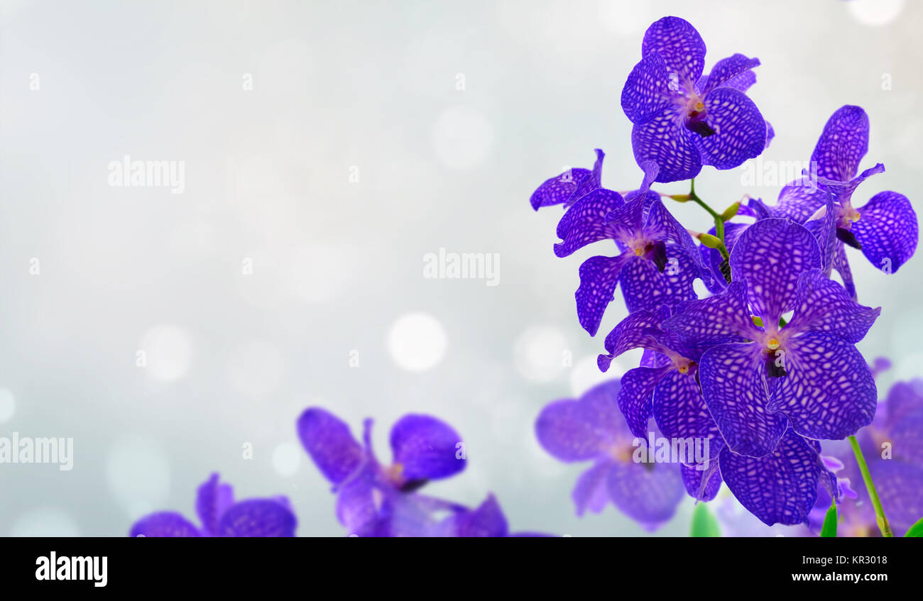 Blue orchid hi-res stock photography and images - Alamy