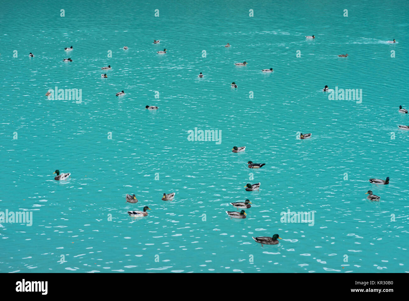 Ducks in the lake. Birds in blue water Stock Photo - Alamy