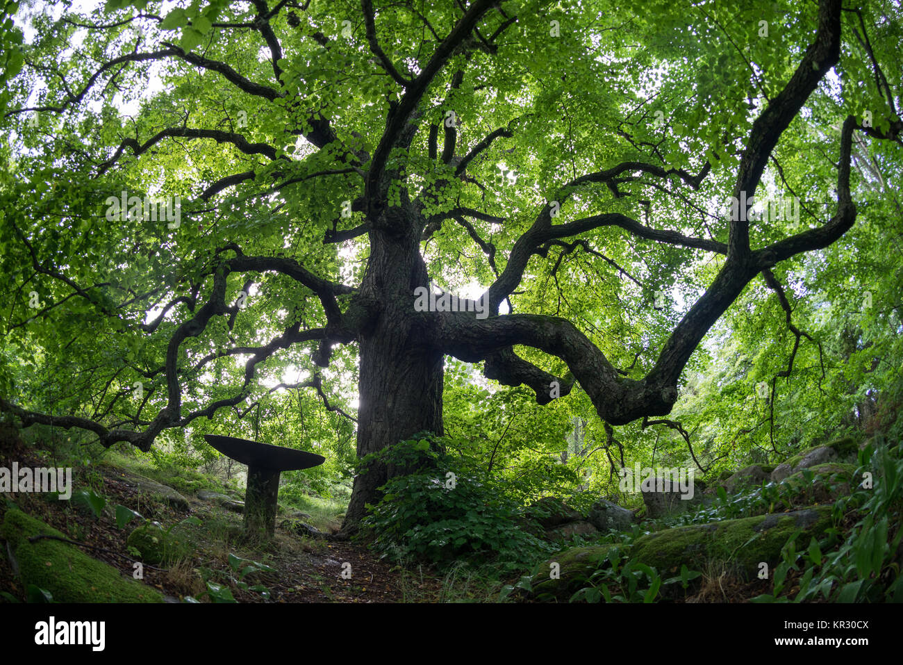Old linden tree in the evening. Forest in summer. Mohni, small island ...