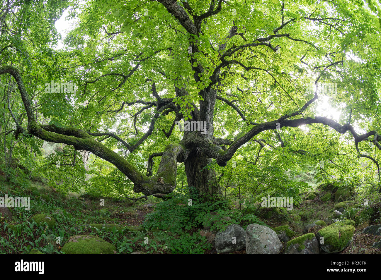 Old linden tree in the evening. Forest in summer. Mohni, small island ...