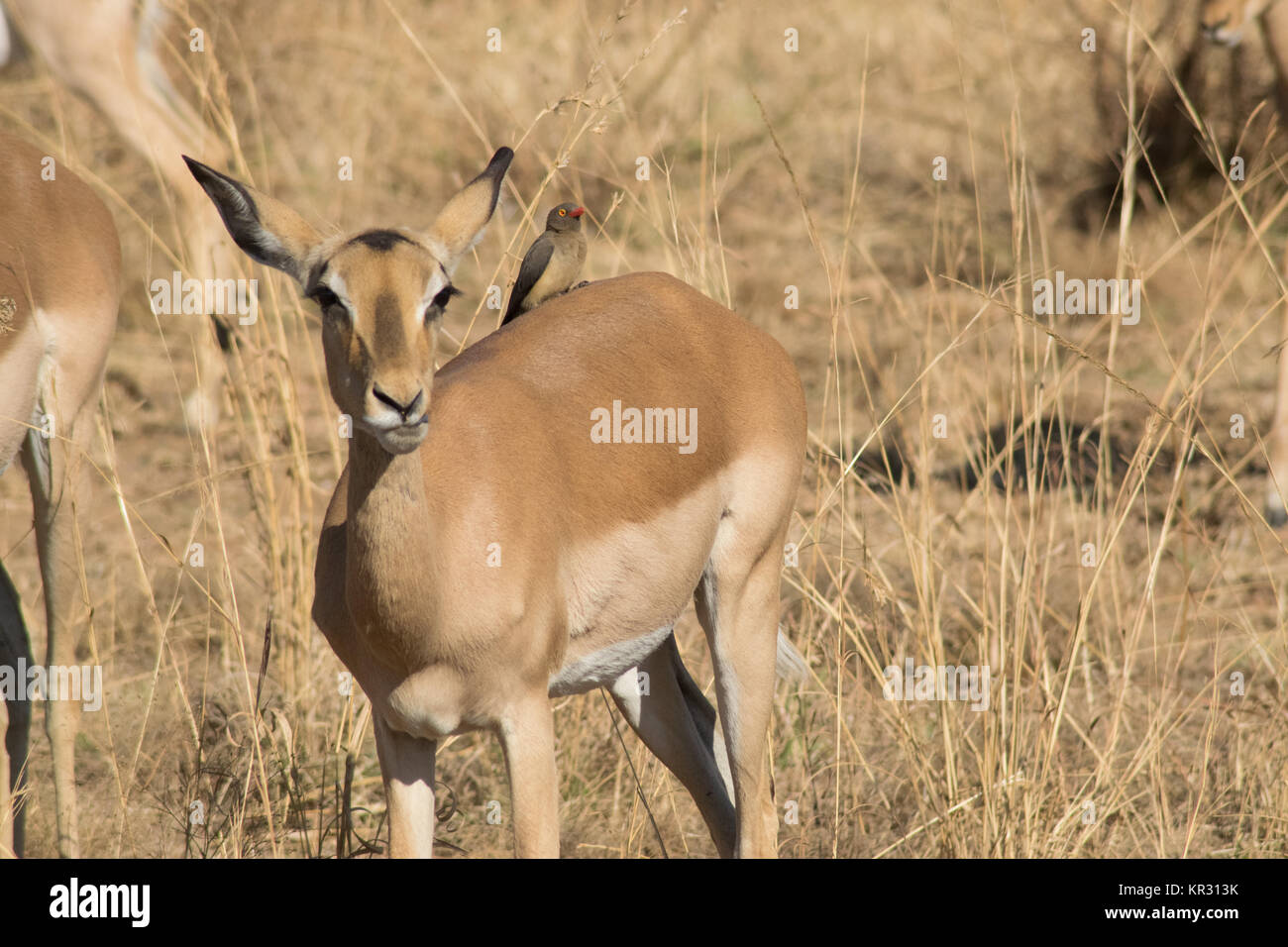Impala Bird High Resolution Stock Photography and Images - Alamy