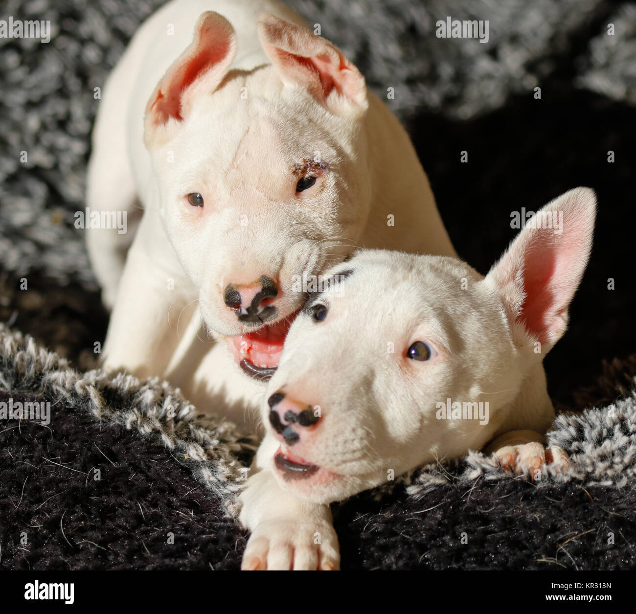 Two bull terrier puppies wrestling and chewing on each other Stock ...