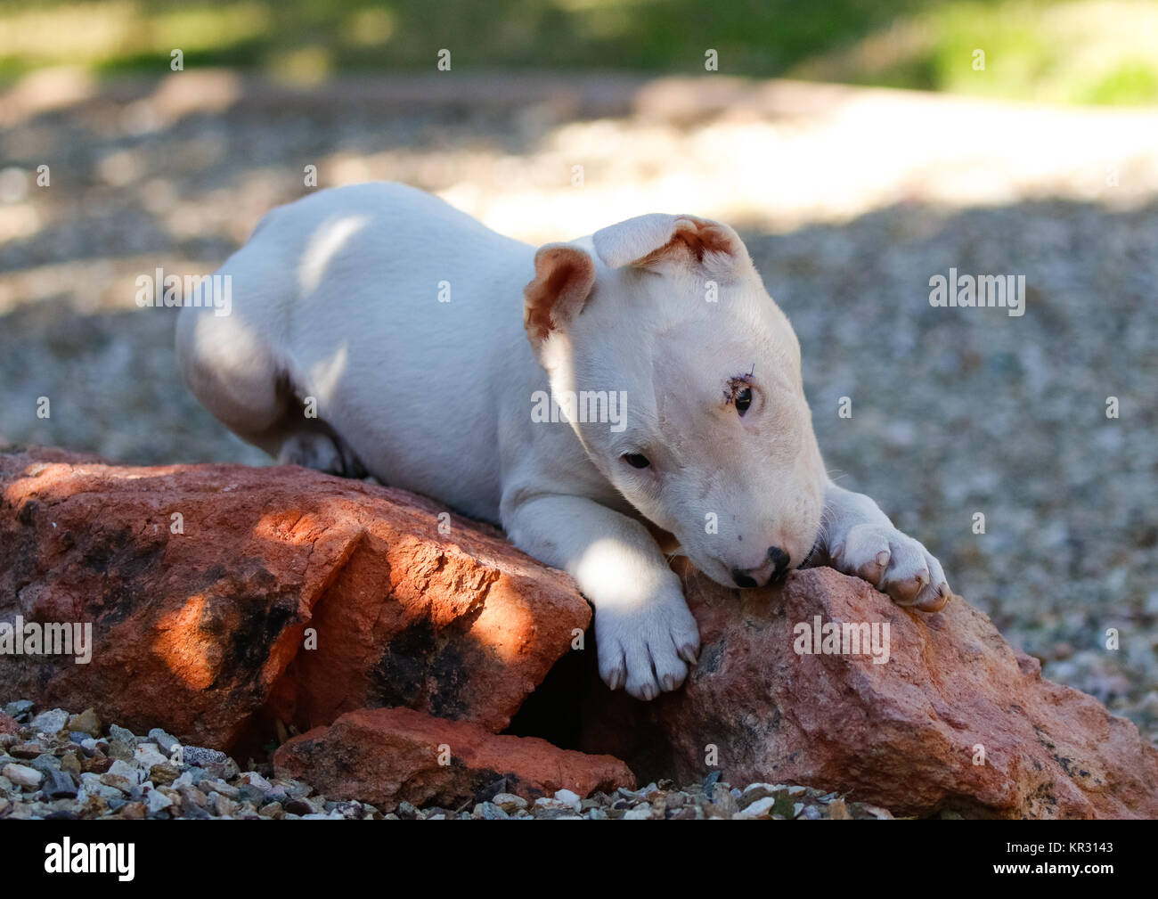 Why Do Puppies Chew Rocks