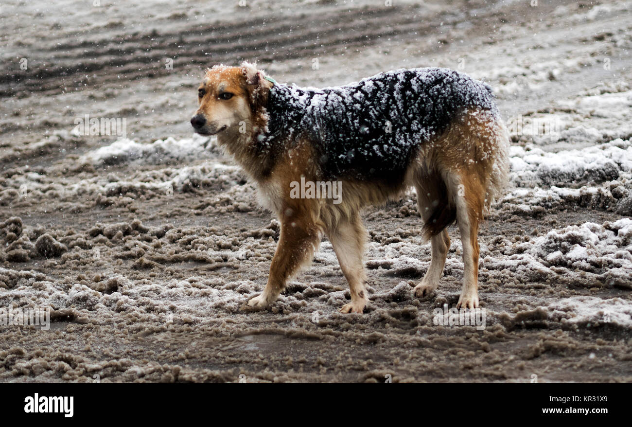 A stray dog crosses the road After A Heavy Blizzard Stock Photo - Alamy