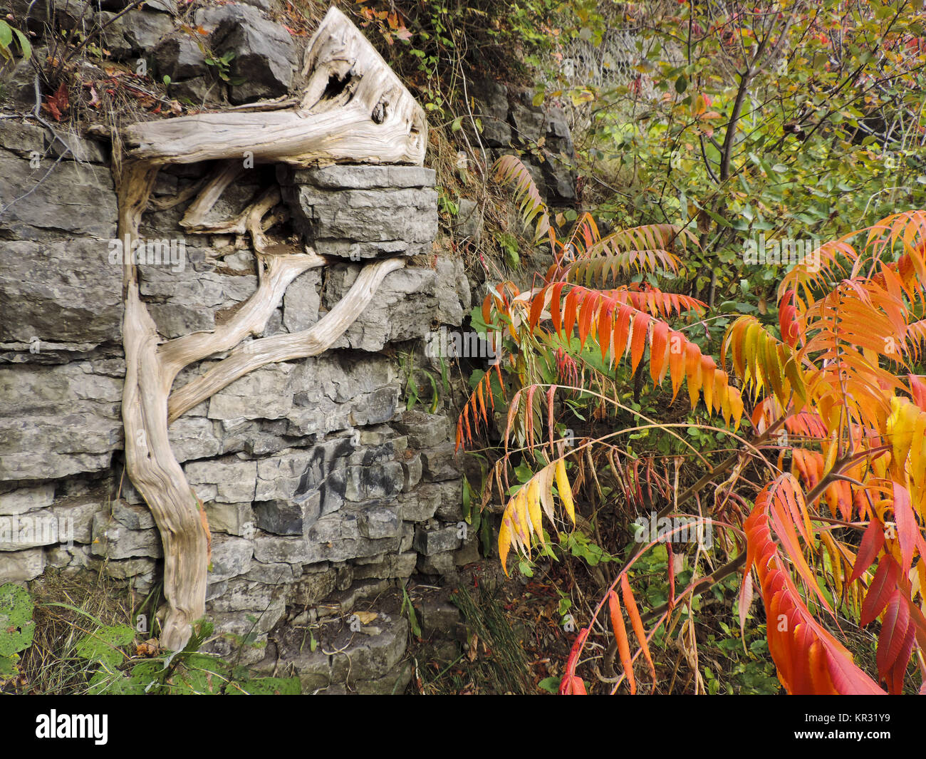 TREE ROOTS GROWING THROUGH ROCK CREVICE, MONTMORENCY FALLS, CANADA ...