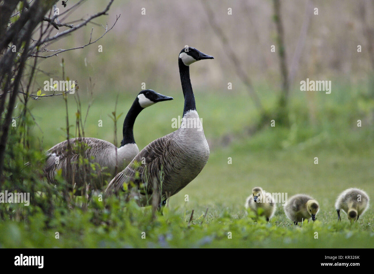 CANADA GEESE PARENTS WITH THREE YOUNG GOSLINGS Stock Photo - Alamy