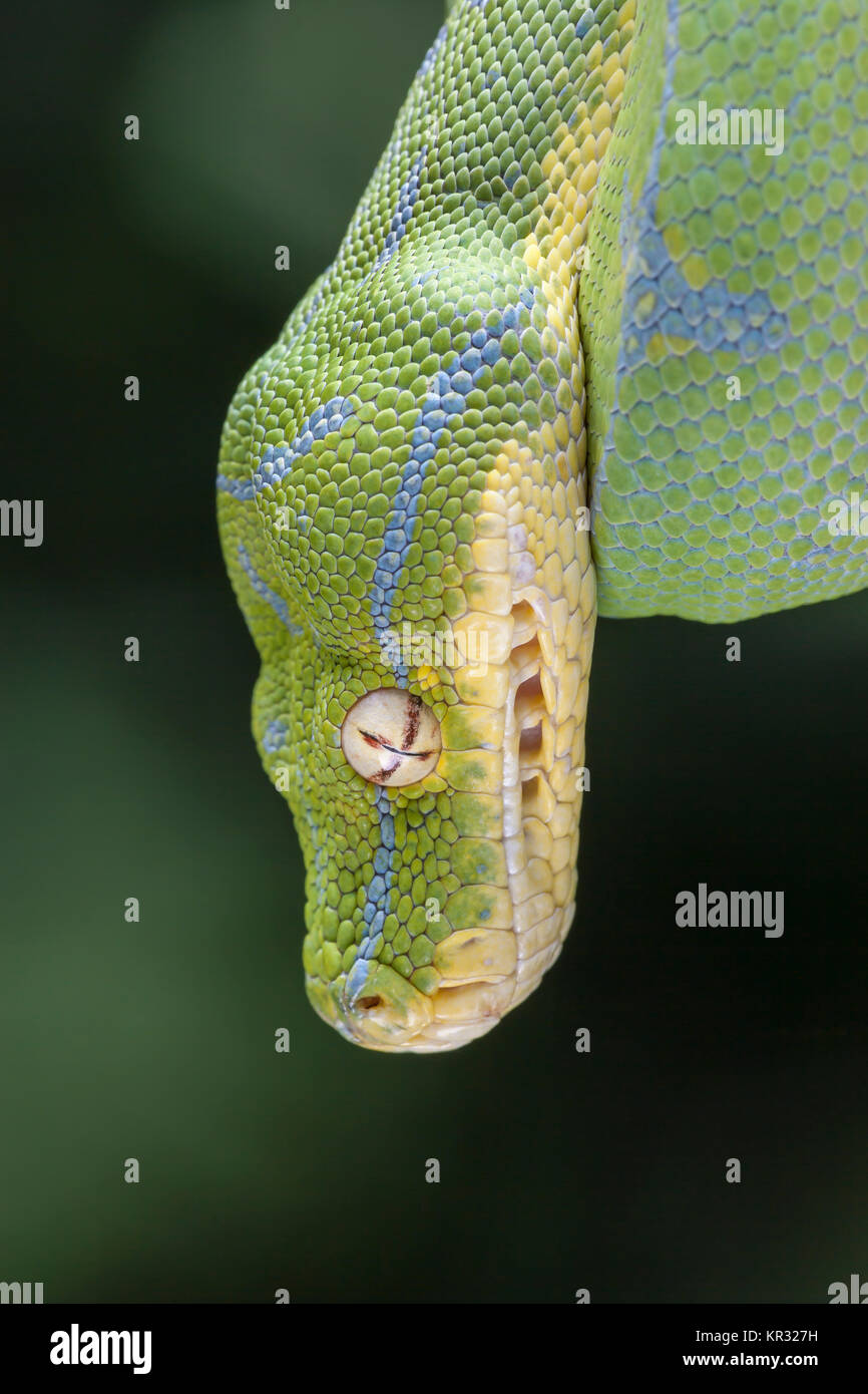 Australian tree snake blue hi-res stock photography and images - Alamy