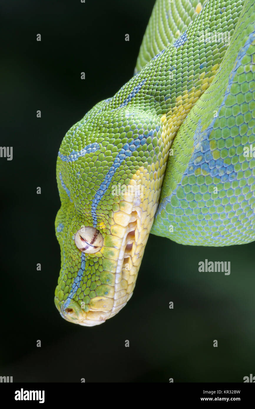 Australian tree snake blue hi-res stock photography and images - Alamy